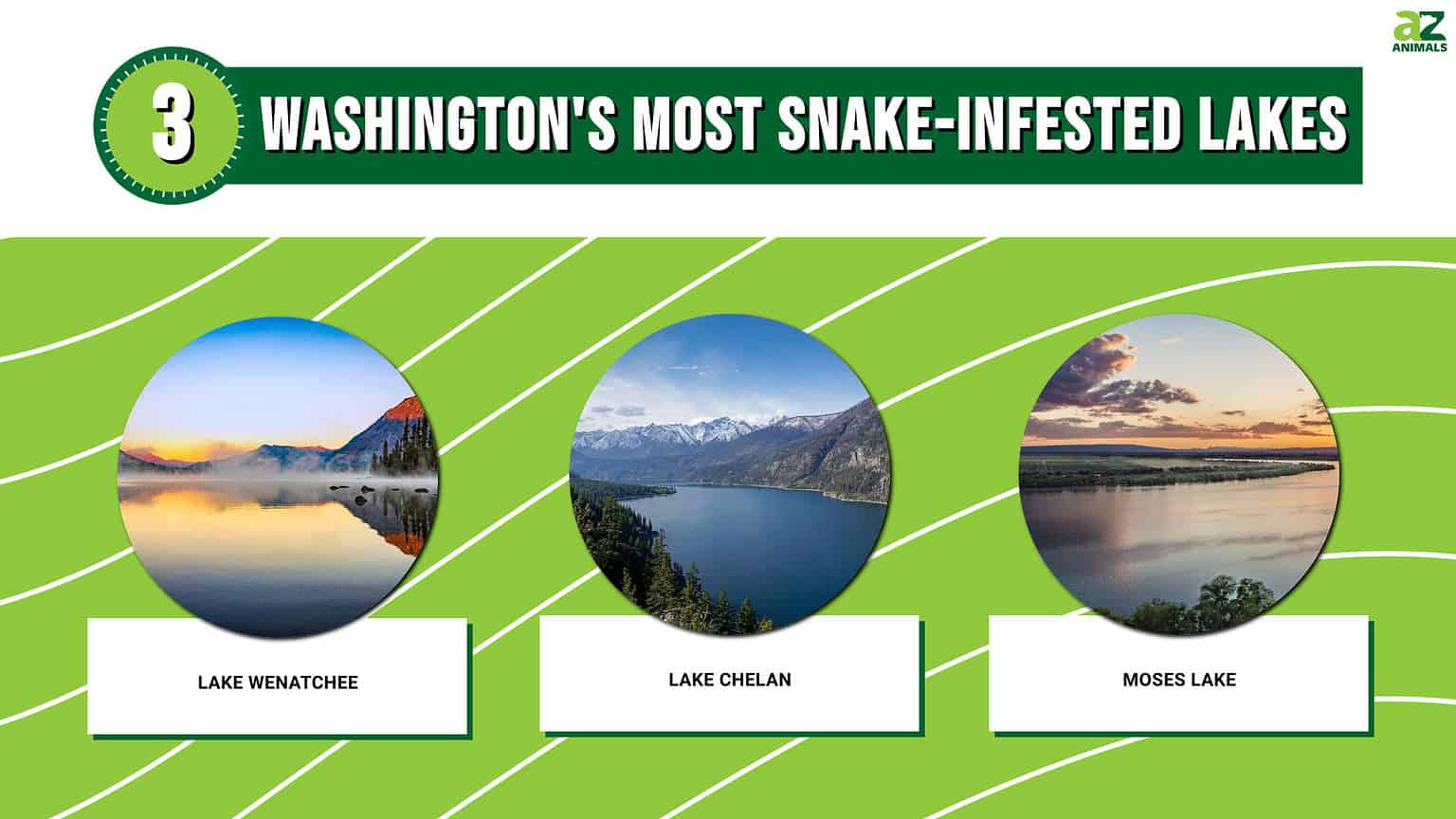 The 3 Most Snake-Infested Lakes in Washington State - A-Z Animals