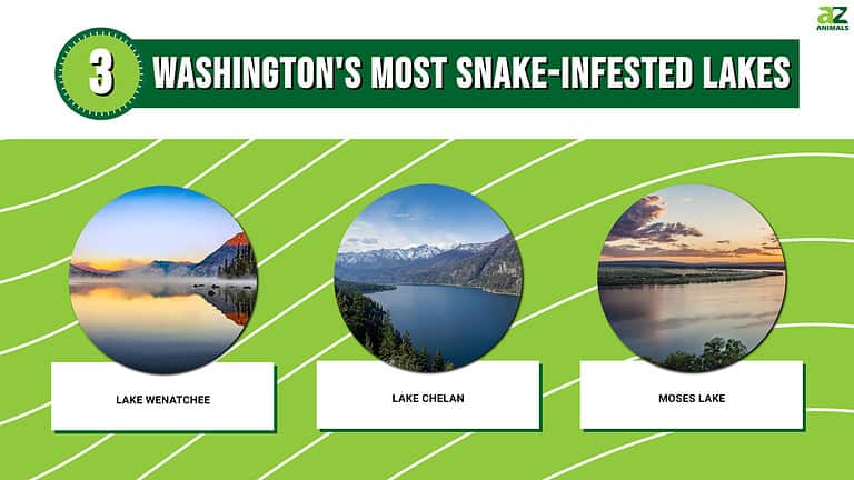 The 3 Most Snake-Infested Lakes in Washington State - A-Z Animals