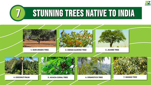 7 Stunning Trees Native to India - A-Z Animals