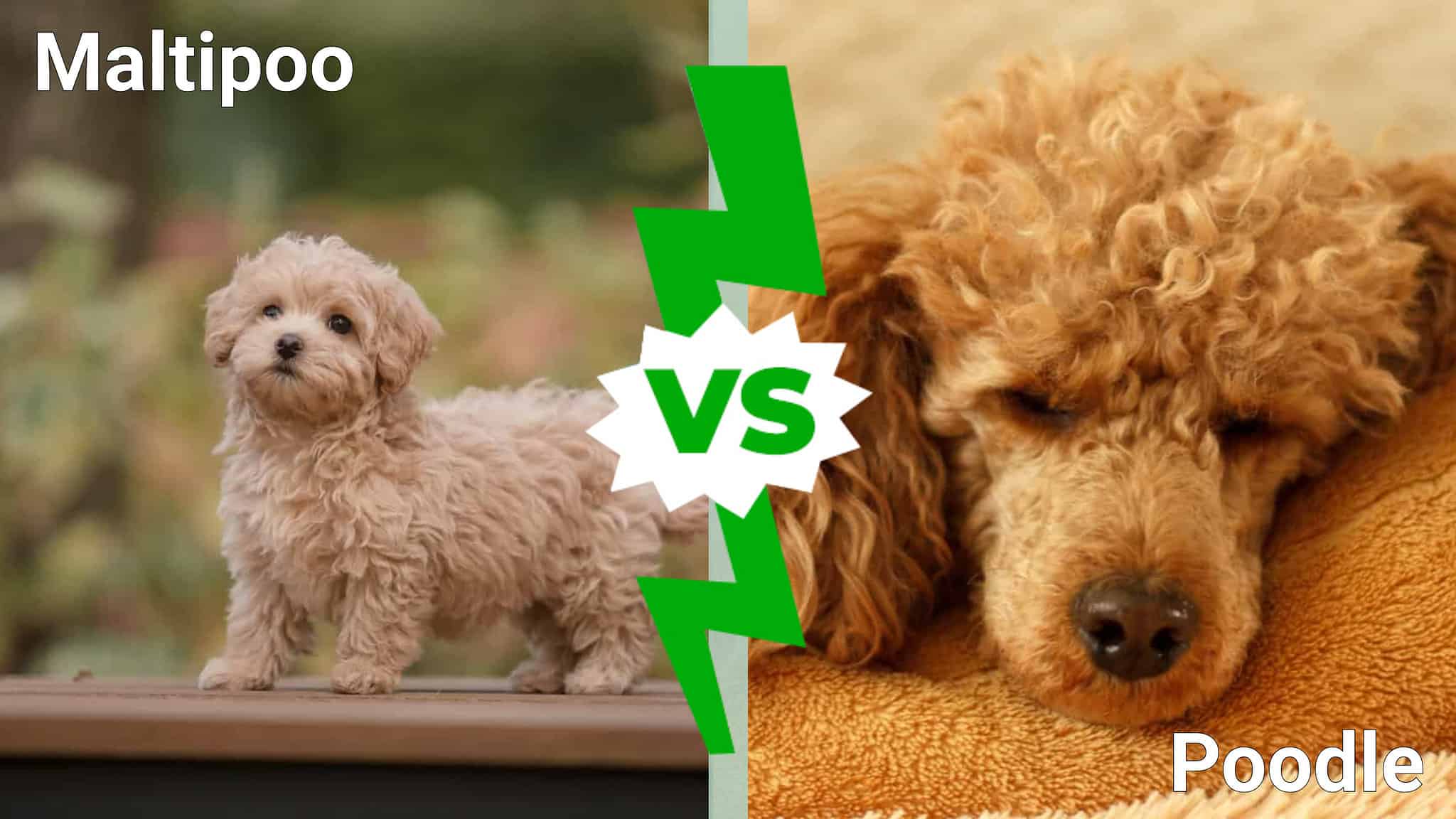 Maltipoo vs. Poodle: 8 Key Differences to Know - A-Z Animals