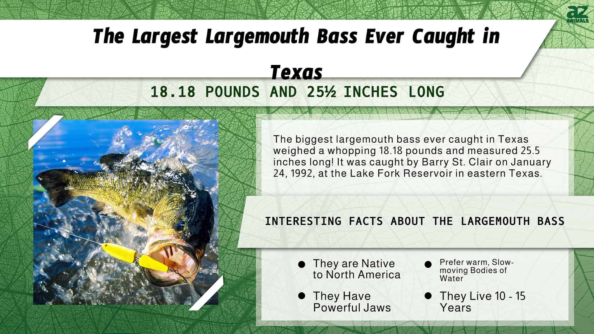 Discover the Largest Largemouth Bass Ever Caught in Texas - A-Z Animals