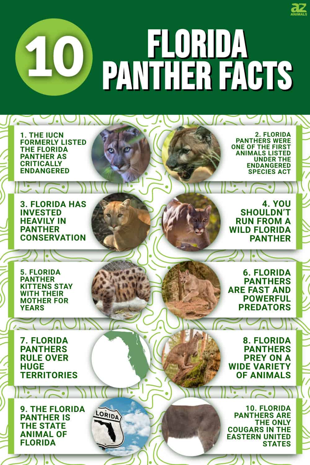 10 Notable Facts About Florida Panthers - A-Z Animals