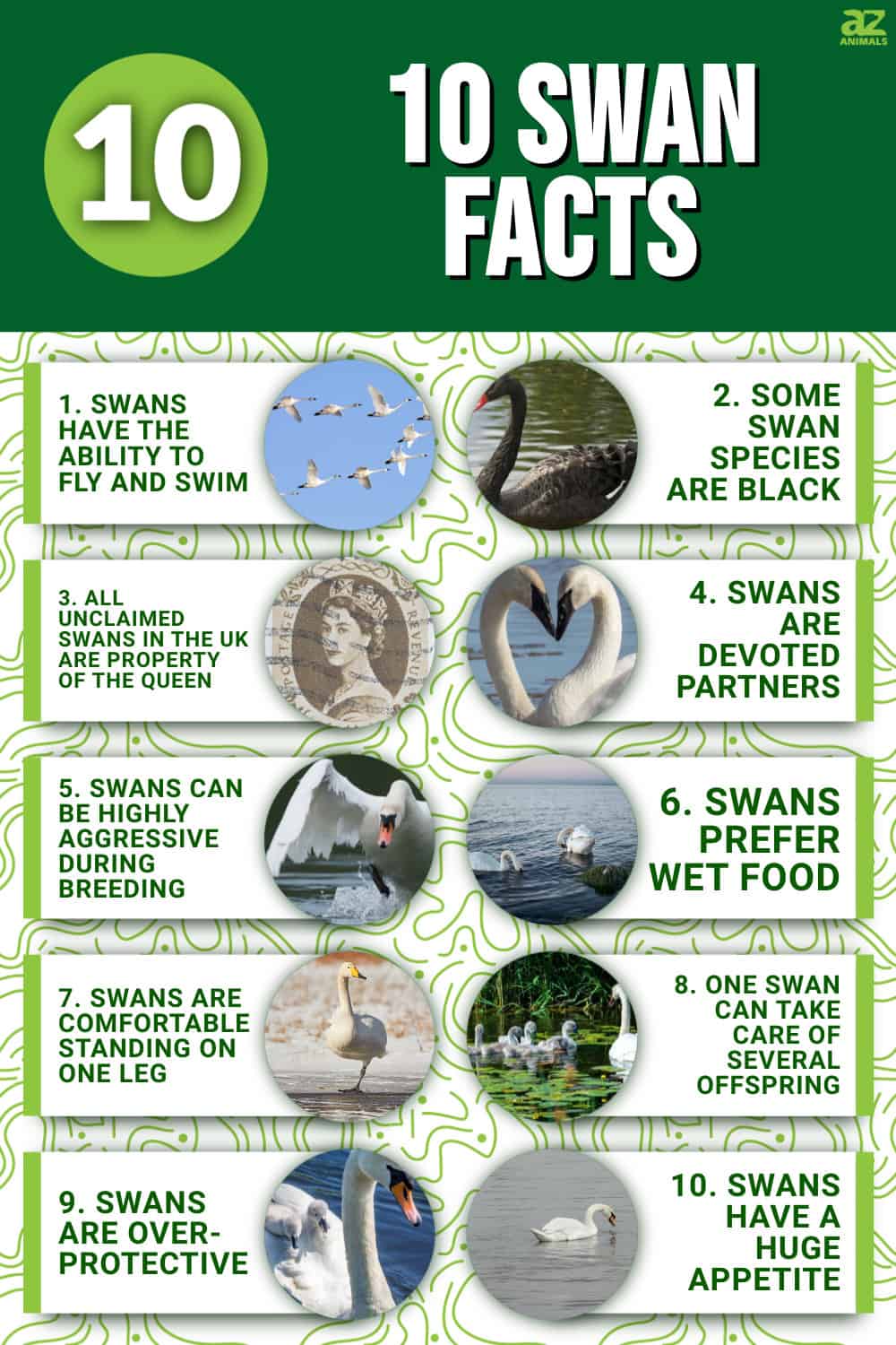 10 Notable Facts About Swans - A-Z Animals