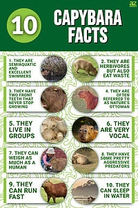 Capybaras: The Semiaquatic Rodents with Unique Habits and Traits - A-Z ...