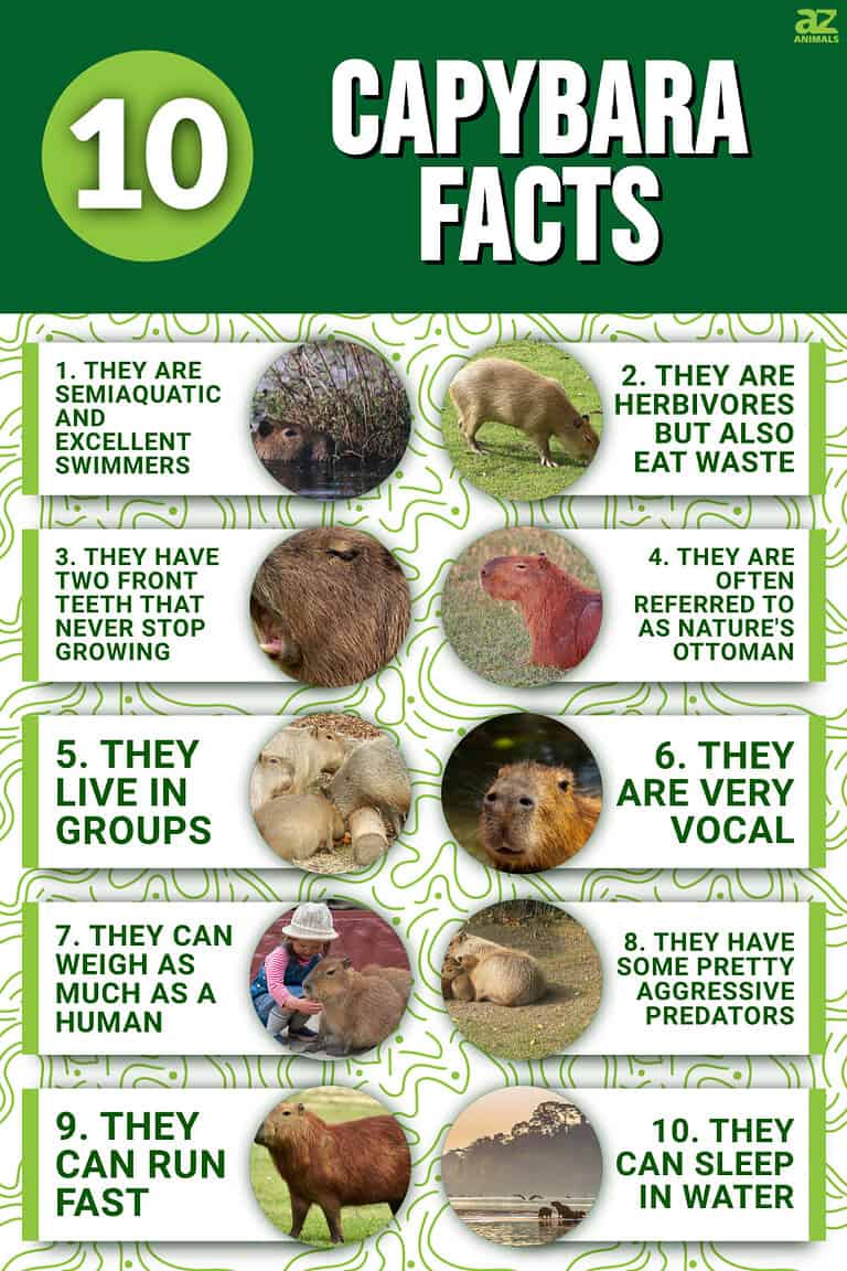 Capybaras: The Semiaquatic Rodents with Unique Habits and Traits - A-Z ...