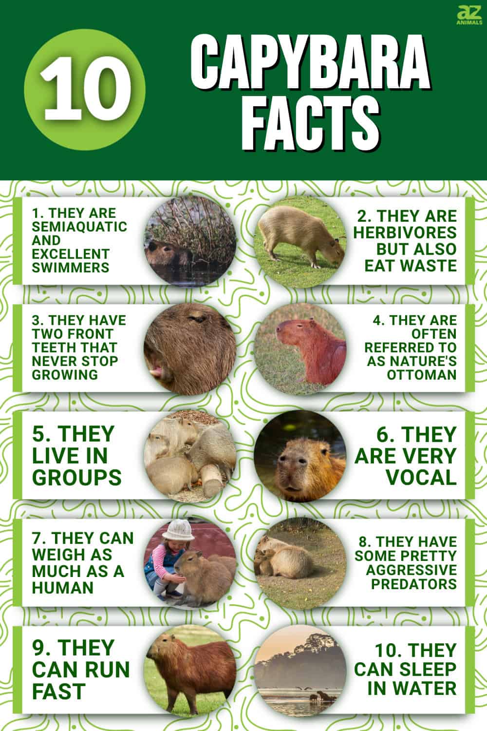 Capybaras: The Semiaquatic Rodents with Unique Habits and Traits - A-Z ...