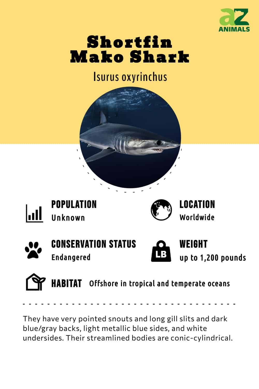 Shortfin Mako Shark Fish Facts - Isurus oxyrinchus - A-Z Animals