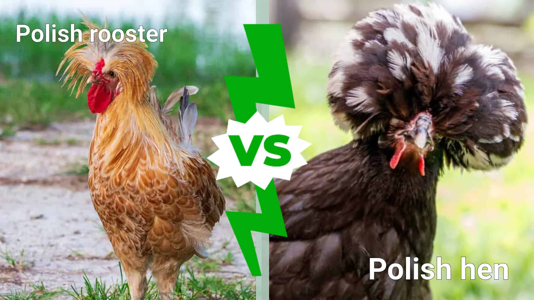 Polish Hen vs. Rooster: What Are The Differences? - A-Z Animals