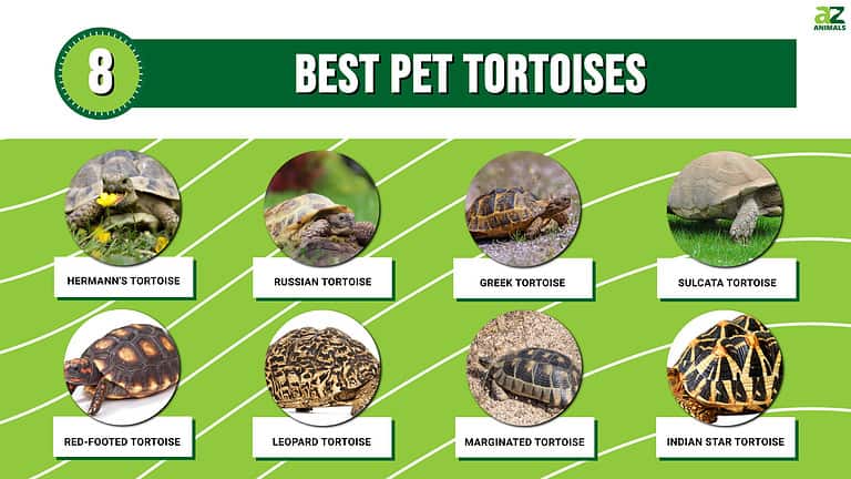 The 8 Best Tortoise Breeds to Keep as Pets in 2024 - A-Z Animals