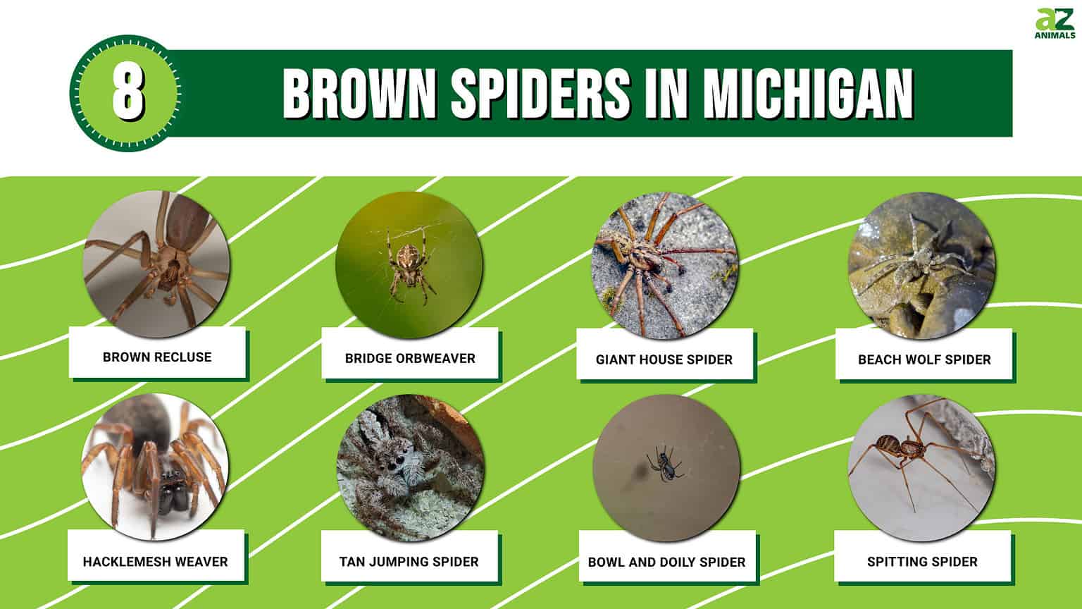 Discover the 8 Brown Spiders in Michigan - A-Z Animals