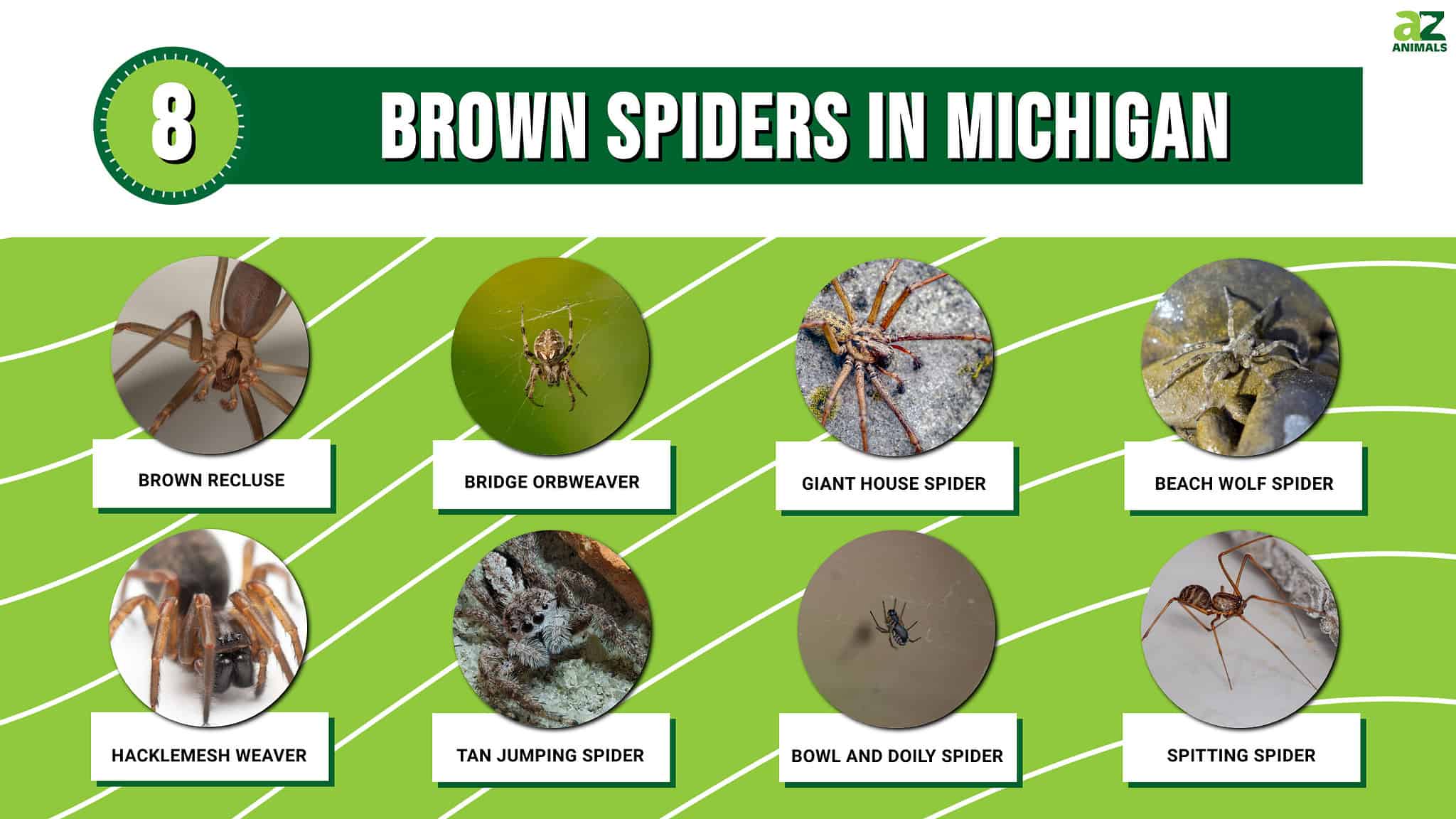 Discover the 8 Brown Spiders in Michigan - A-Z Animals