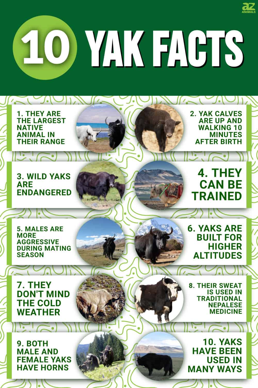 10 Fascinating Facts About Yaks - A-Z Animals