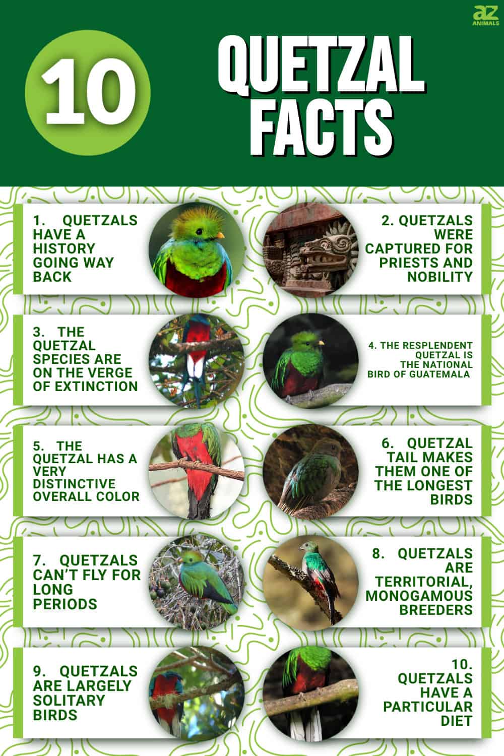10 Fascinating Facts About Quetzals - A-Z Animals
