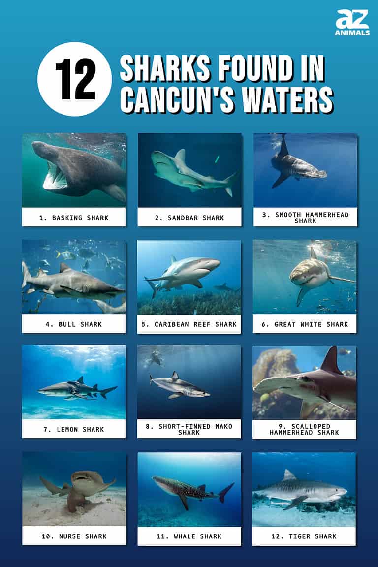 The 12 Sharks Found in Cancun's Waters - A-Z Animals