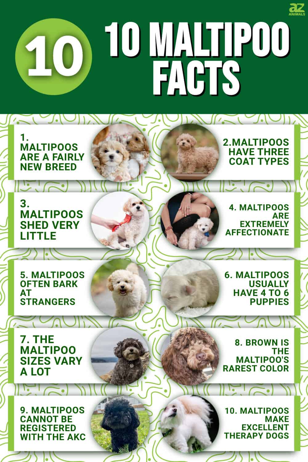10 Essential Facts About Maltipoos - A-Z Animals