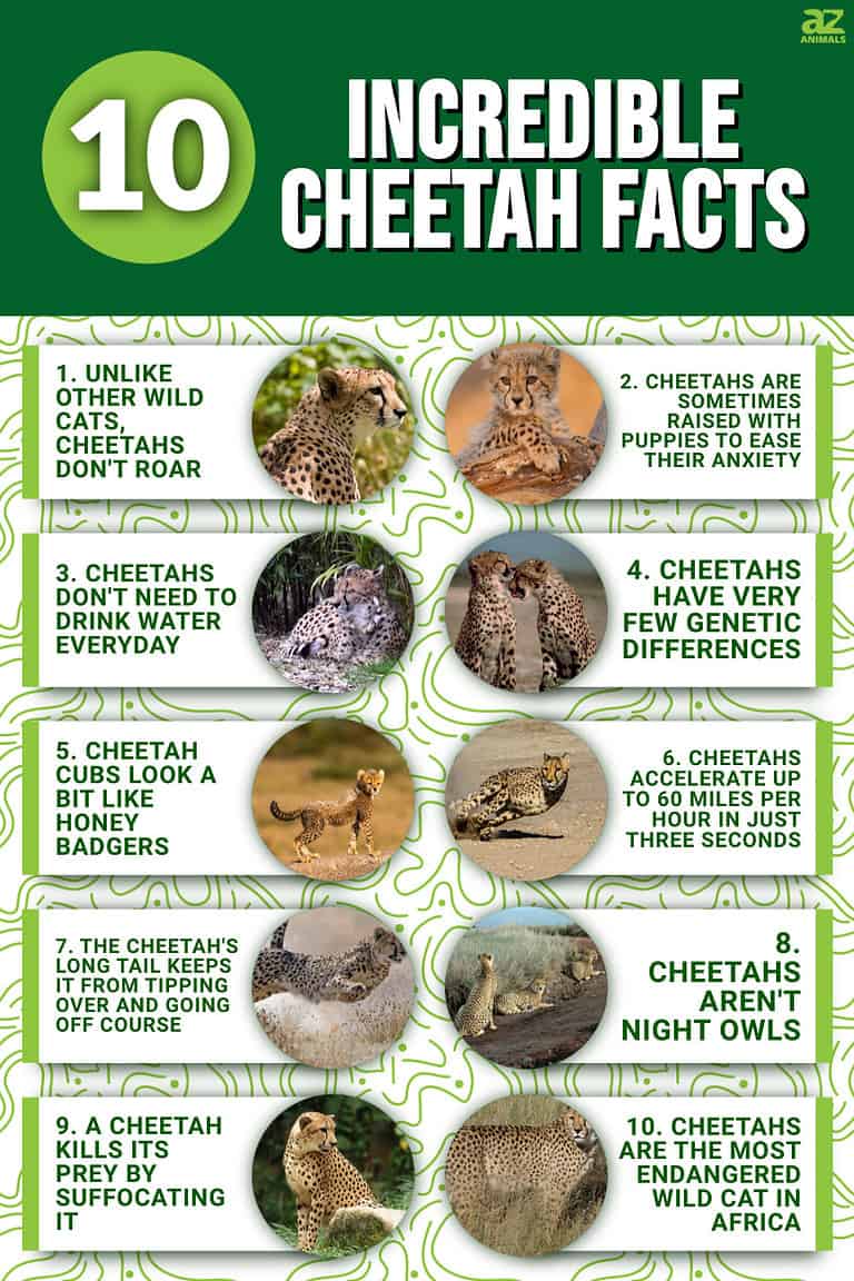 Cheetahs: Unique Big Cats That Purr, Chirp, and Don't Roar - A-Z Animals