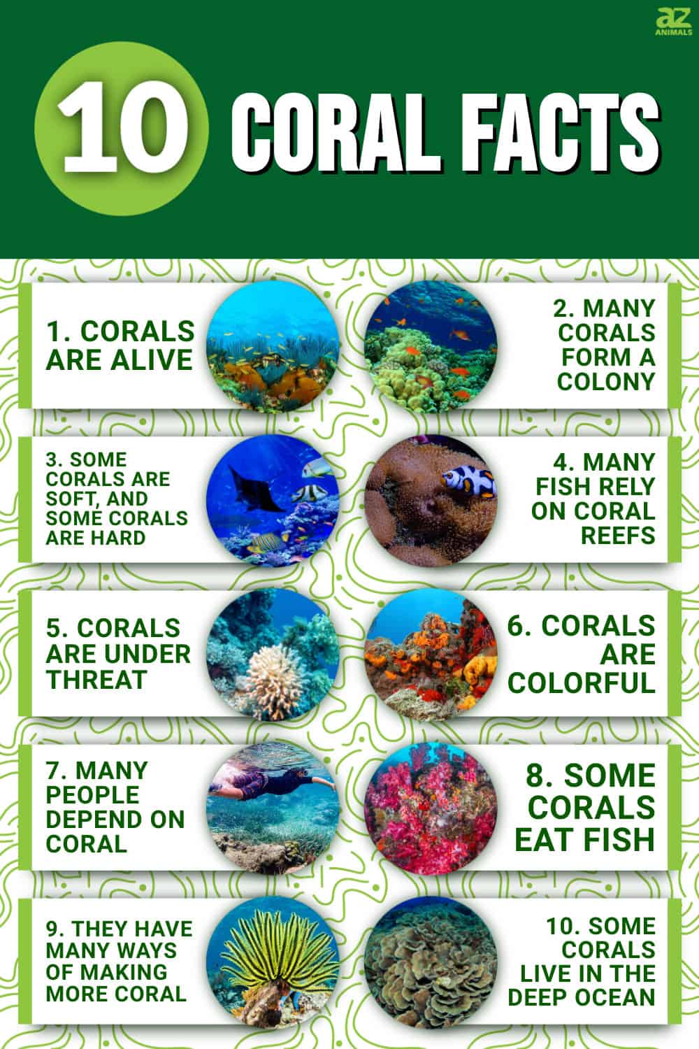10 Fascinating Facts About Corals: From Living Creatures to Ocean ...