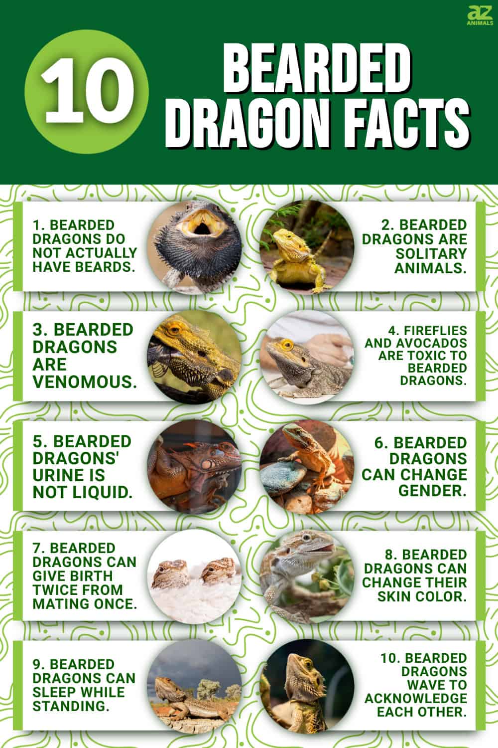 Why Bearded Dragons Make Fascinating Pets: 10 Surprising Insights - A-Z ...