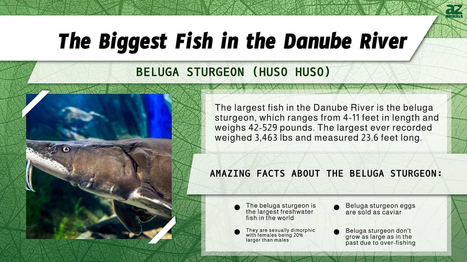 River Monsters: Discover the Biggest Fish in the Danube River - A-Z Animals