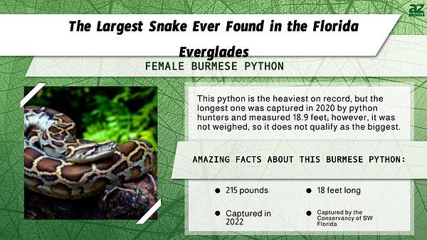 The Shocking Number of Pythons in the Everglades - A-Z Animals
