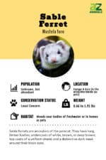 Sable Ferret Animal Facts - Mustela putorius furo - A-Z Animals
