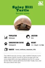 Spiny Hill Turtle Animal Facts - Heosemys spinosa - A-Z Animals