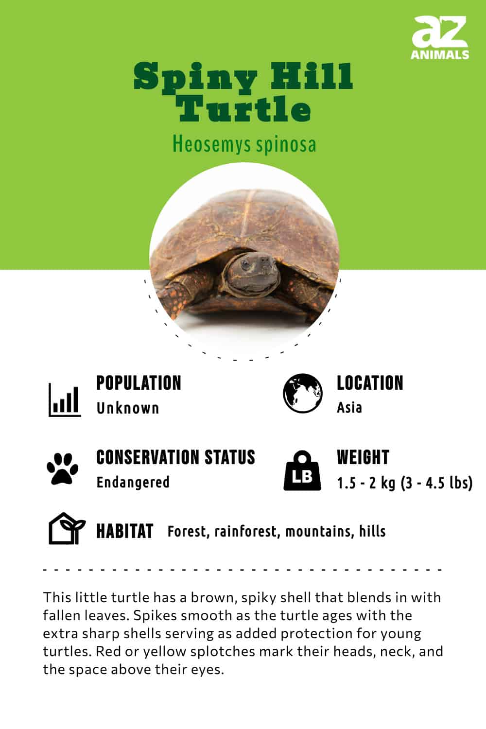 Spiny Hill Turtle Animal Facts - Heosemys spinosa - A-Z Animals