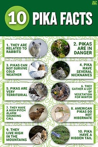 10 Essential Facts About Pikas - A-Z Animals