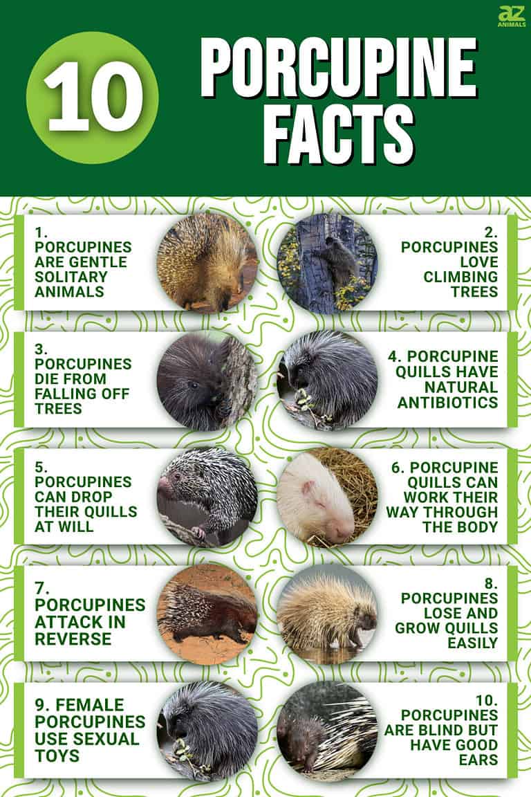 10 Key Facts About Porcupines - A-Z Animals