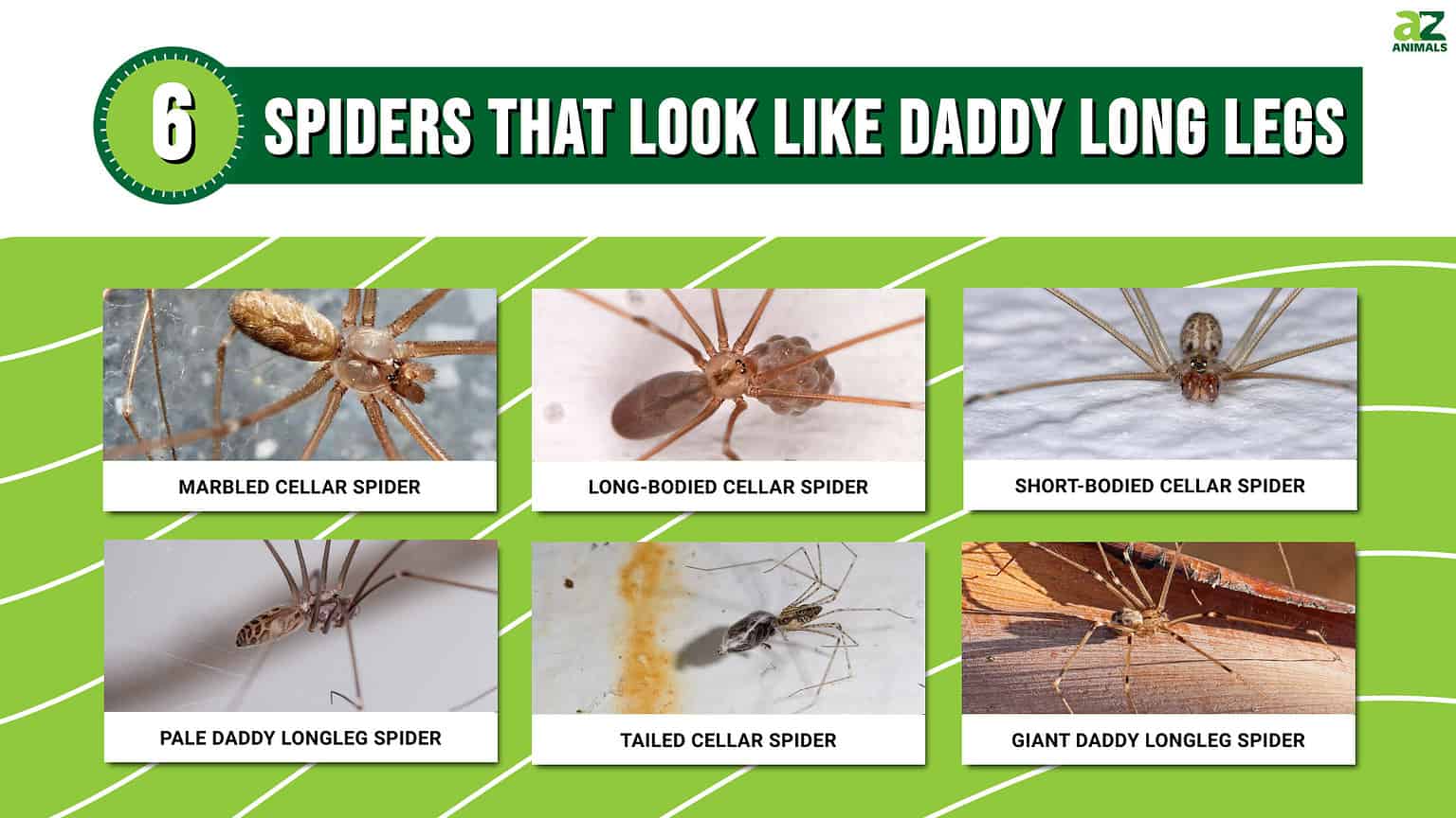 See 6 Spiders That Look Like Daddy Long Legs - A-Z Animals