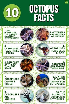 10 Notable Facts About Octopuses - A-Z Animals