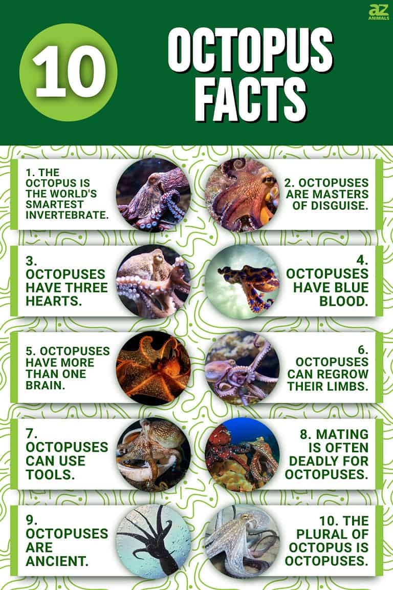 10 Notable Facts About Octopuses - A-Z Animals