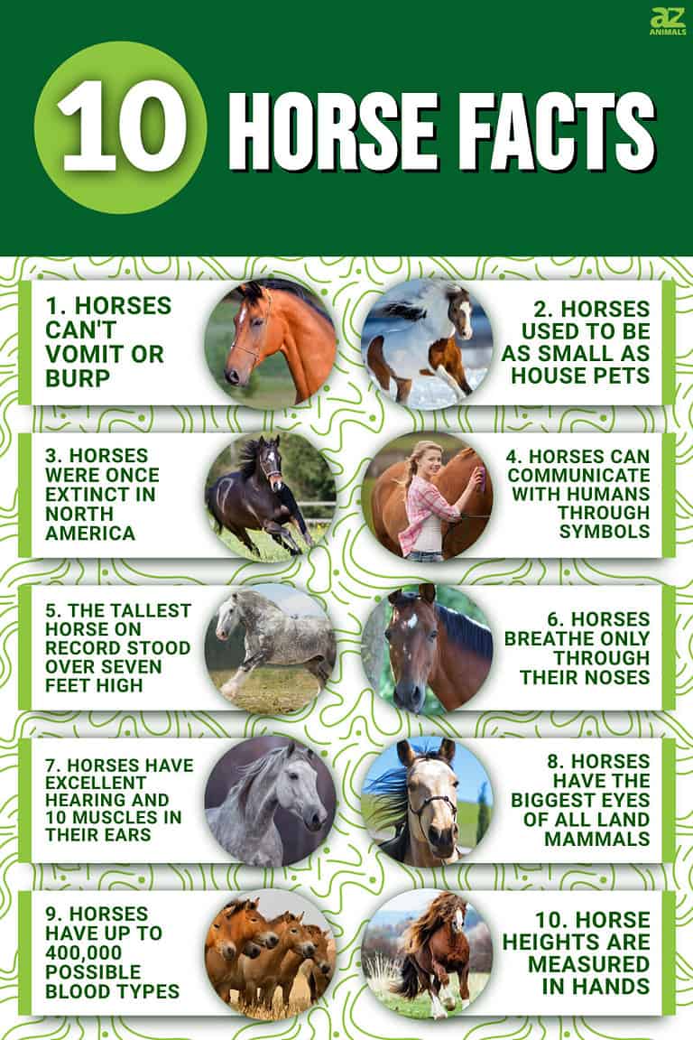 10 Essential Facts About Horses - A-Z Animals
