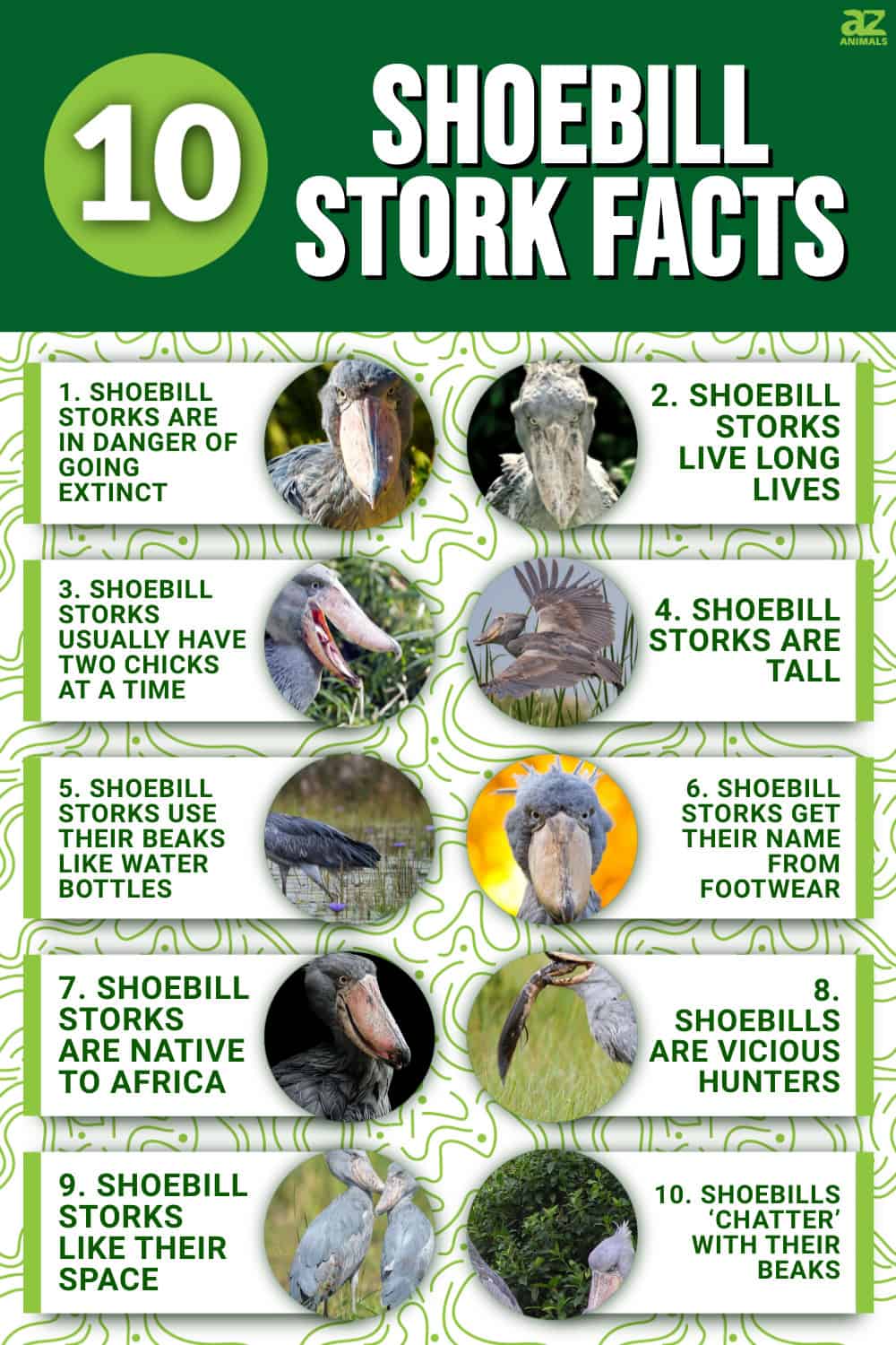 10 Key Facts About Shoebill Storks - A-Z Animals