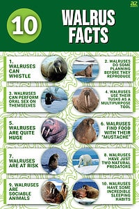 10 Interesting Facts About Walruses - A-Z Animals