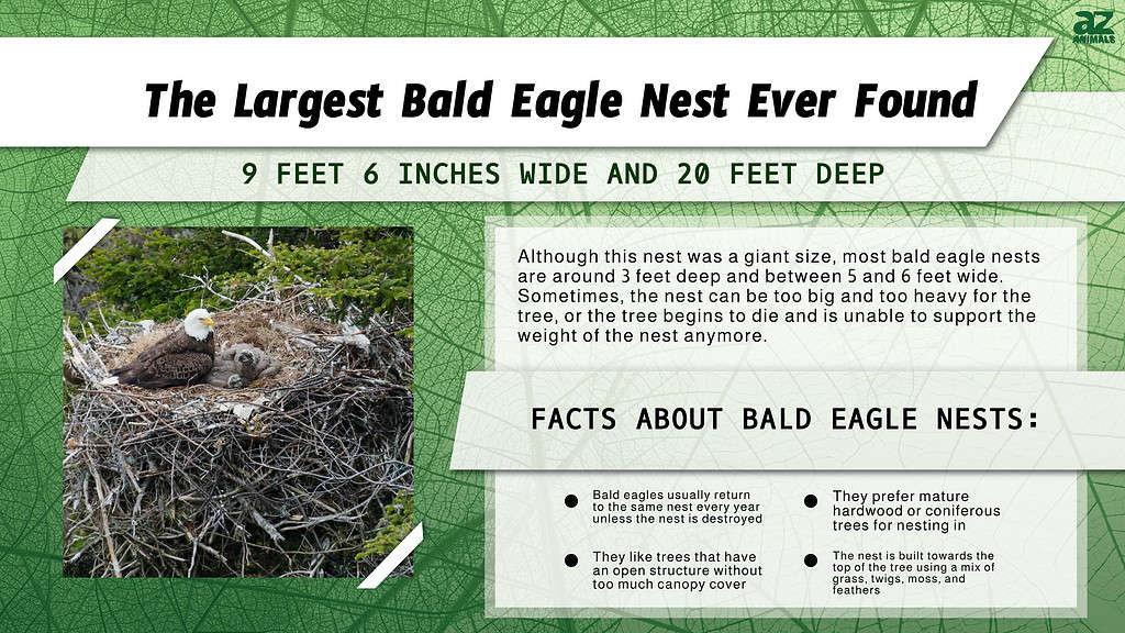 The Largest Bald Eagle Nest Ever Weighed Over 2 Tons! - A-Z Animals ...