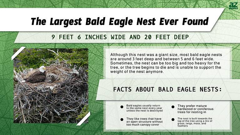 The Largest Bald Eagle Nest Ever Weighed Over 2 Tons! - A-Z Animals ...