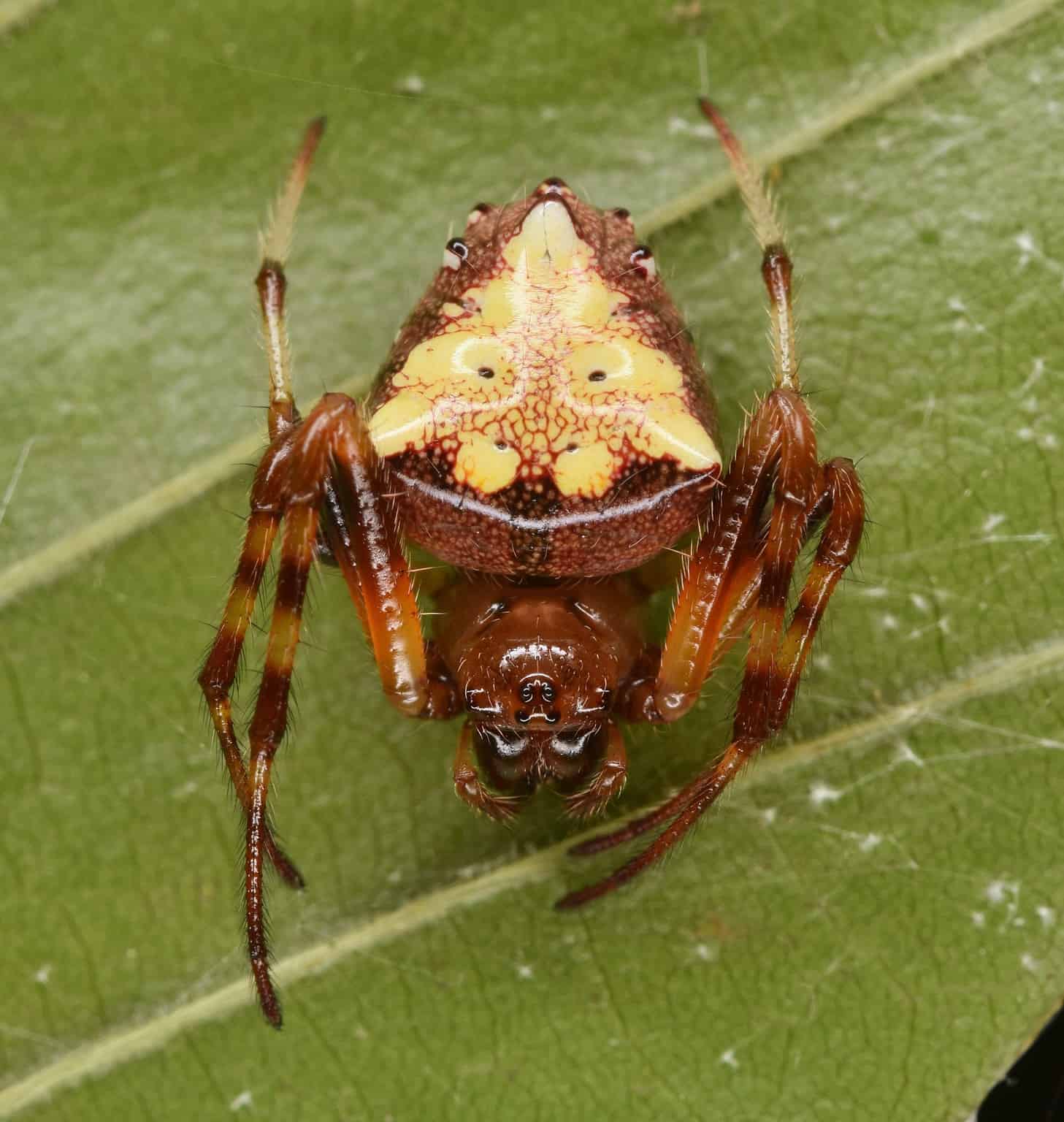 17 Spiders Crawling Around Chicago - A-Z Animals