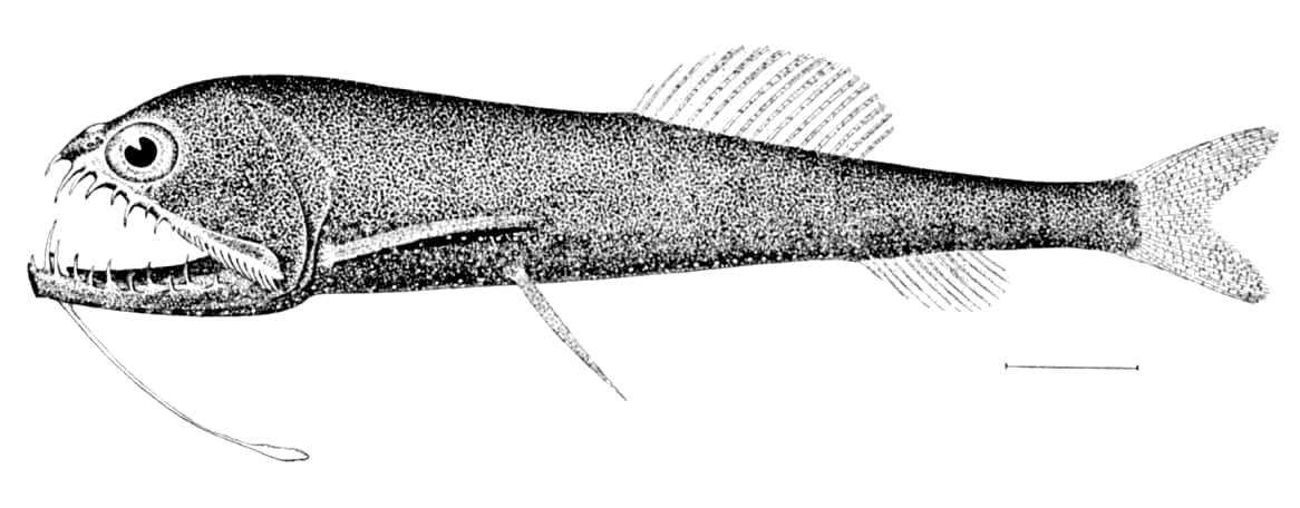 Camouflage Masters: How Dragonfish Remain Invisible in the Ocean Depths ...