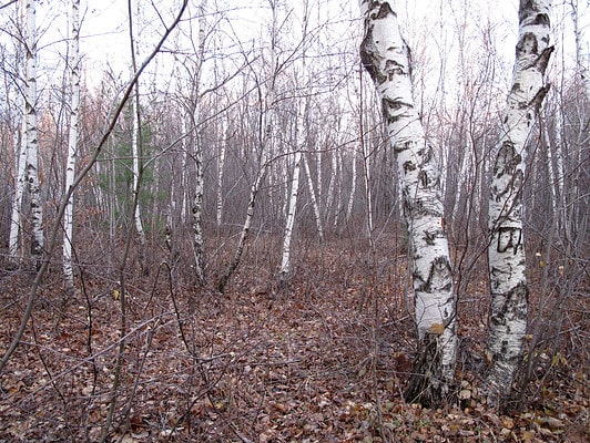 The 10 Most Iconic Trees Native to Pennsylvania - A-Z Animals