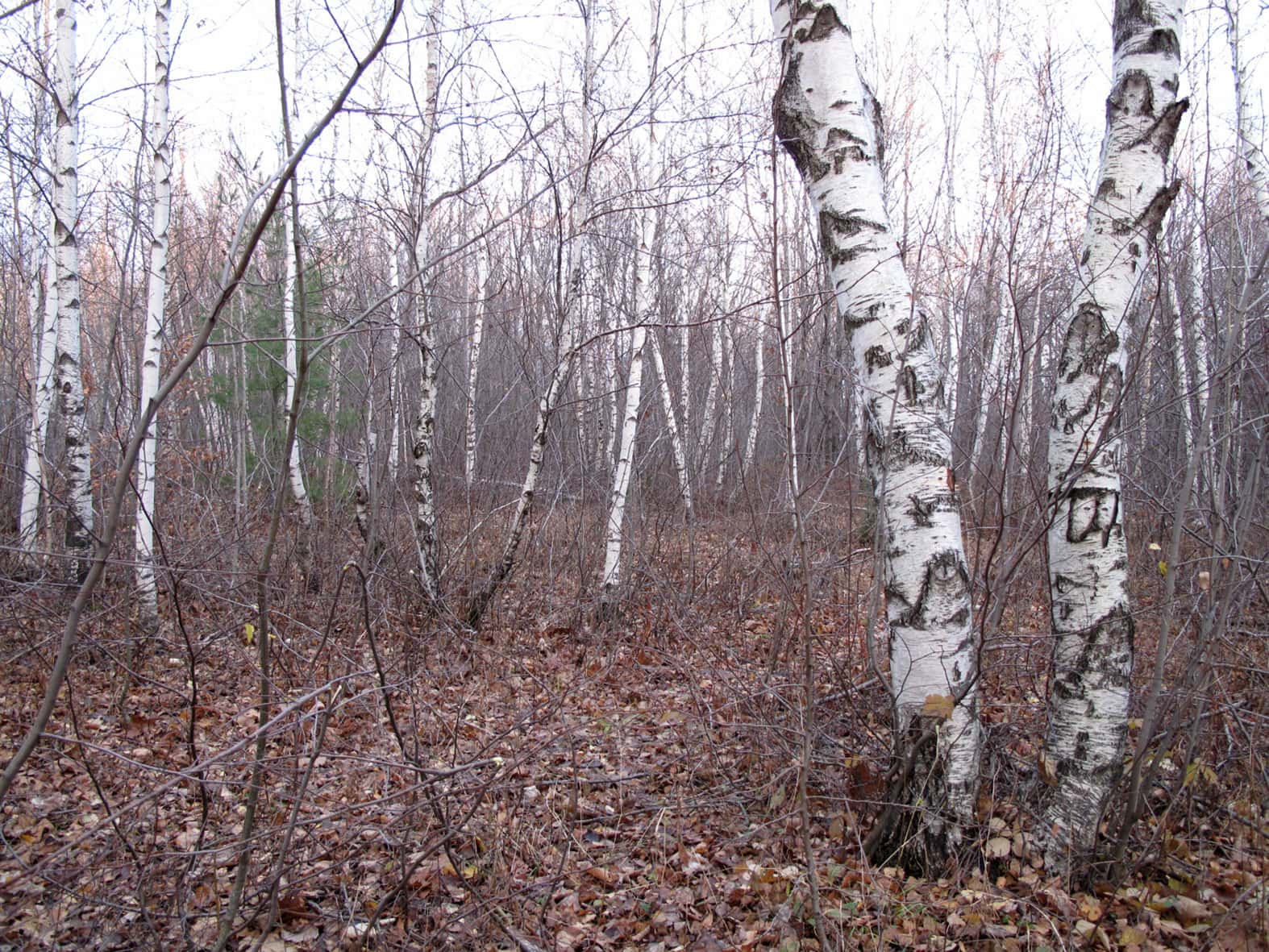 The 10 Most Iconic Trees Native to Pennsylvania - A-Z Animals