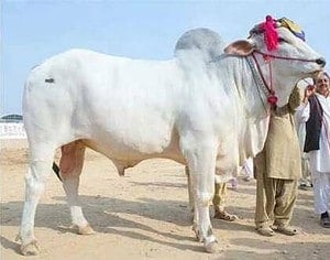 Biggest Bulls in the World - A-Z Animals