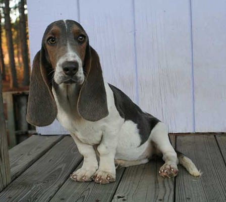 Basset Hound Colors From the Most Common to the Rarest - A-Z Animals