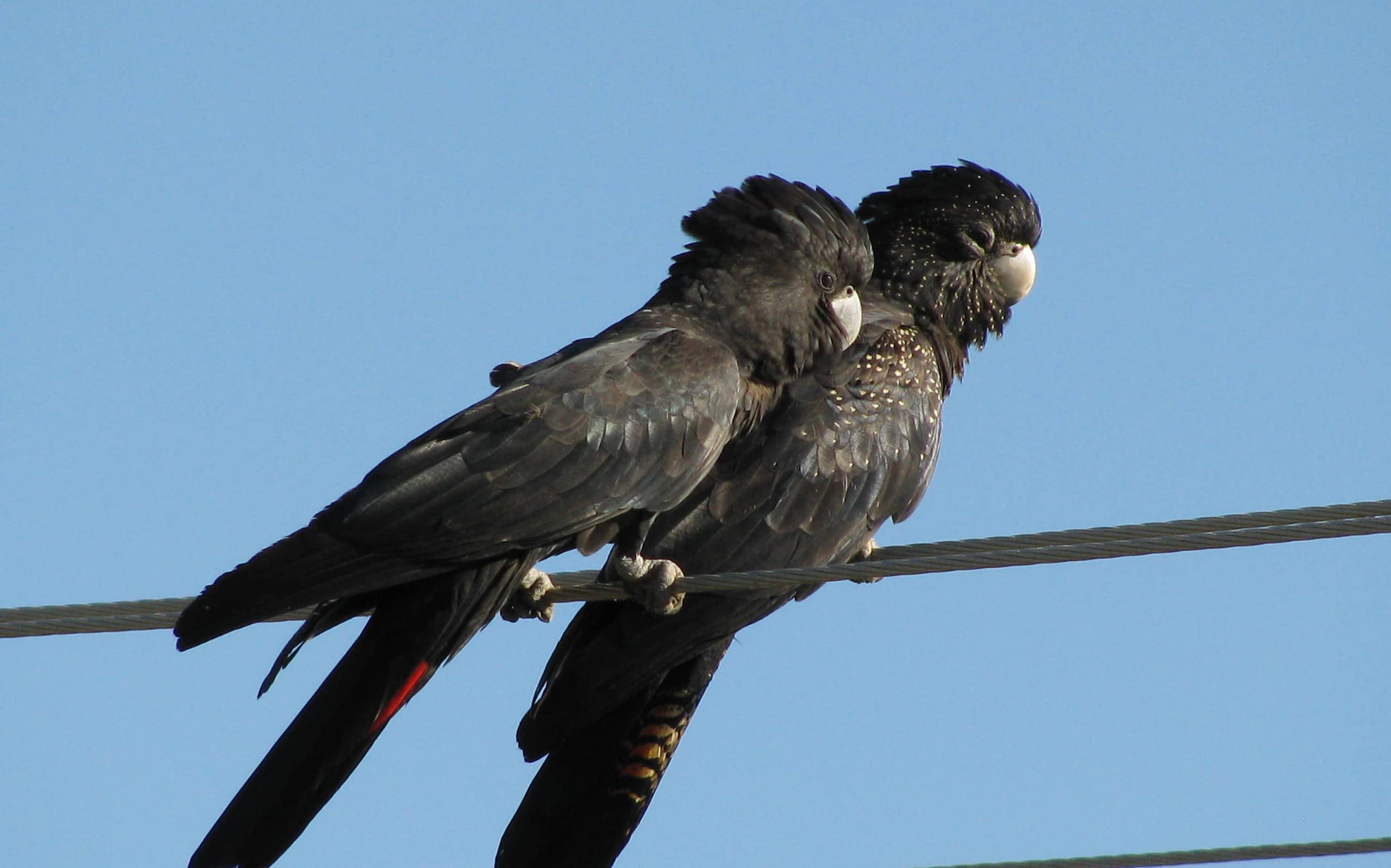 Male vs. Female Cockatoos: 5 Key Differences - A-Z Animals