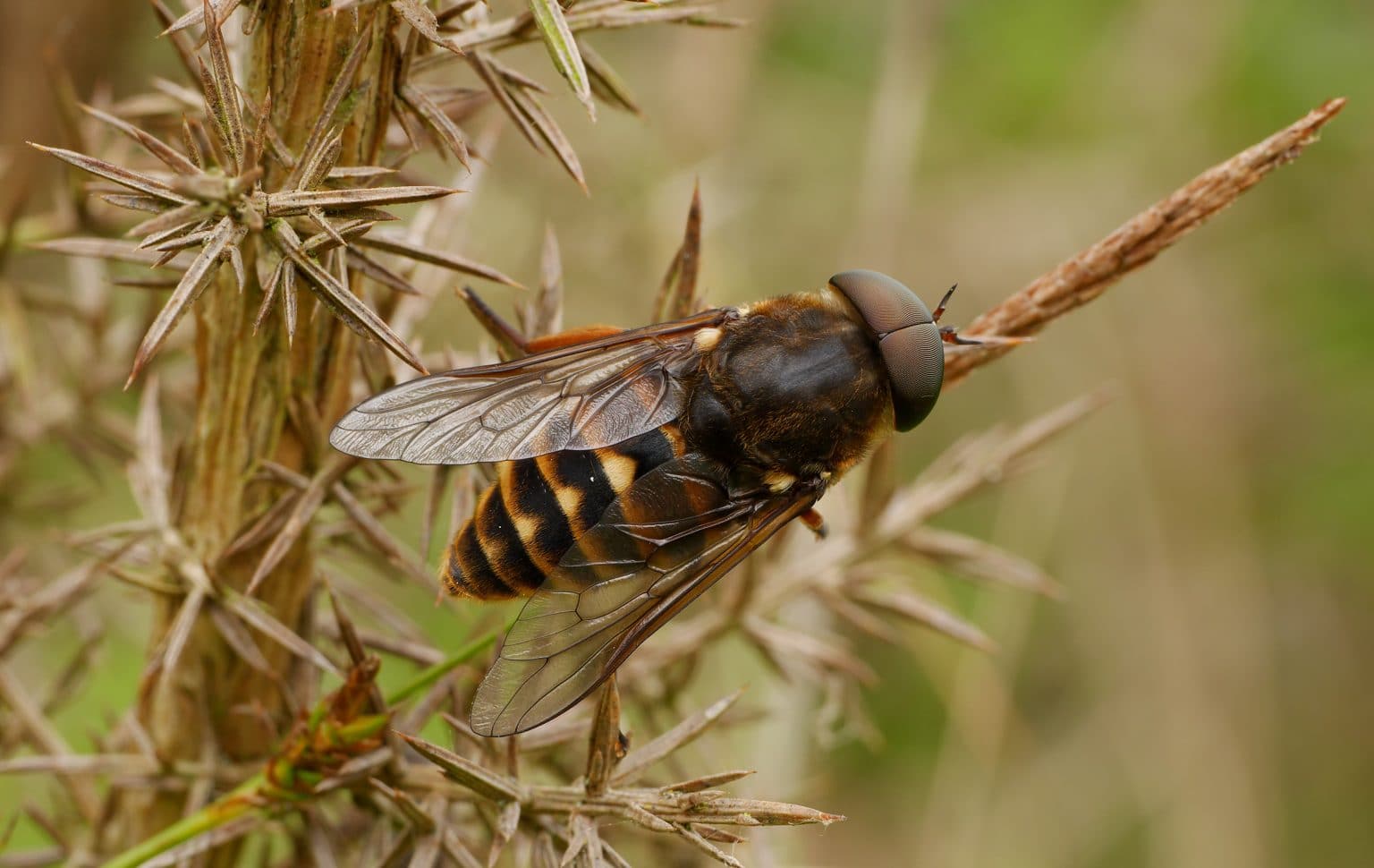 Watch Out for These Top 10 Largest Flying Insects in England - A-Z Animals