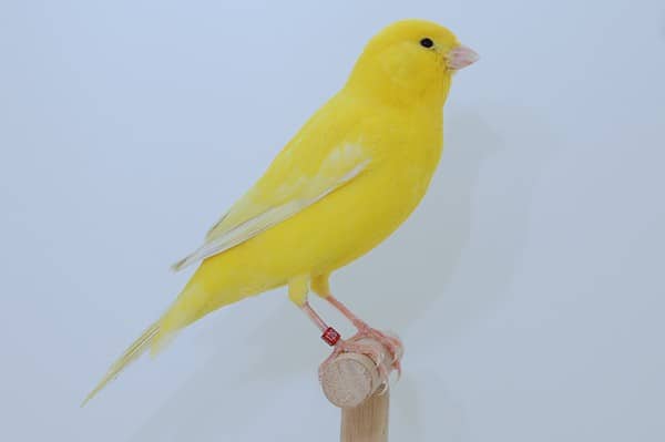 Canary Colors: Most Common to Rarest - A-Z Animals