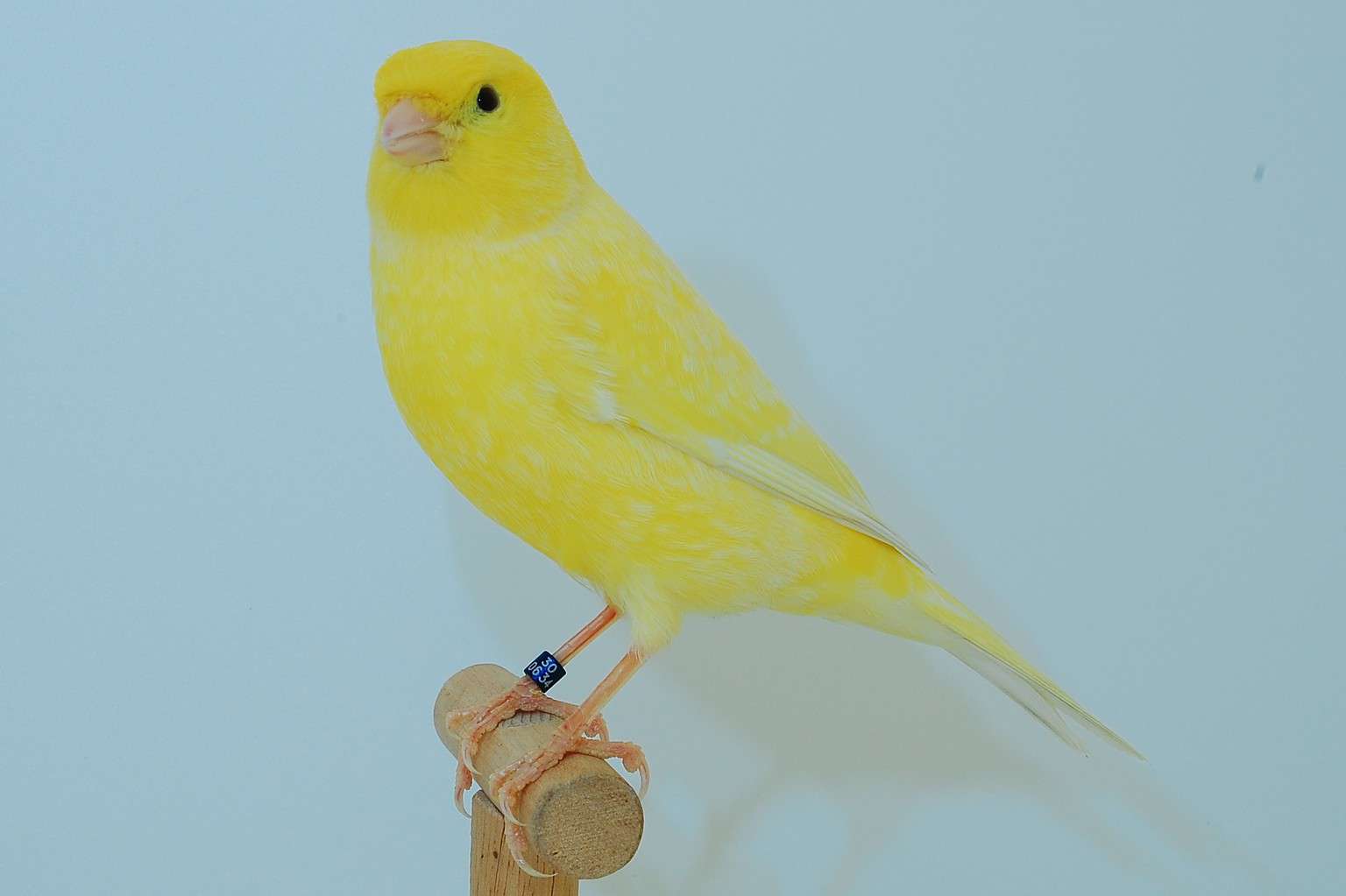 Canary Colors: Most Common to Rarest - A-Z Animals