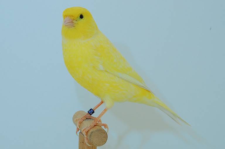 Canary Colors: Most Common to Rarest - A-Z Animals