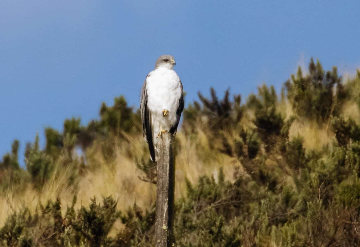 Discover 19 Incredible Birds That Start With V - A-Z Animals