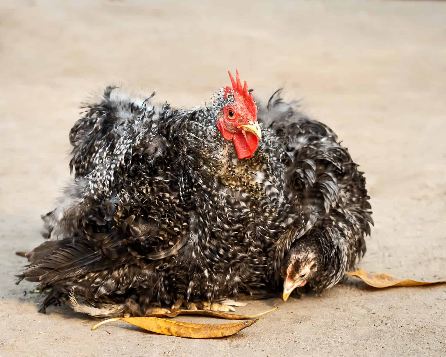 Frizzle Hen vs. Rooster: What Are The Differences? - A-Z Animals